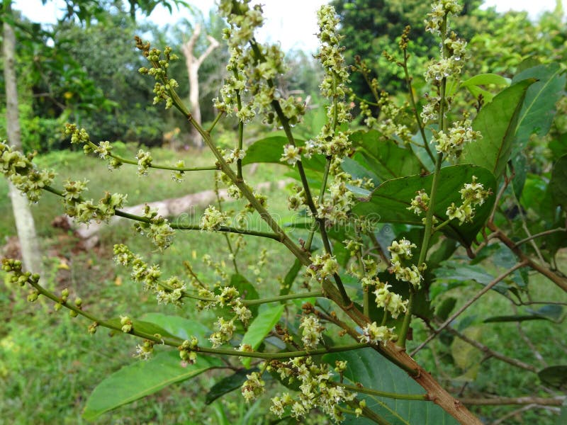 Rambutans flowers stock photo. Image of rambutan, view - 52076432