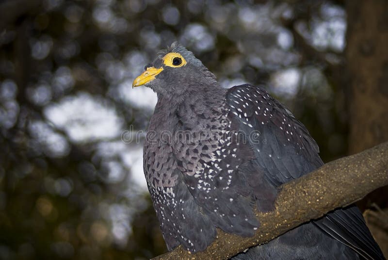Rameron Pigeon stock image. Image of african, ratmandude - 6462875