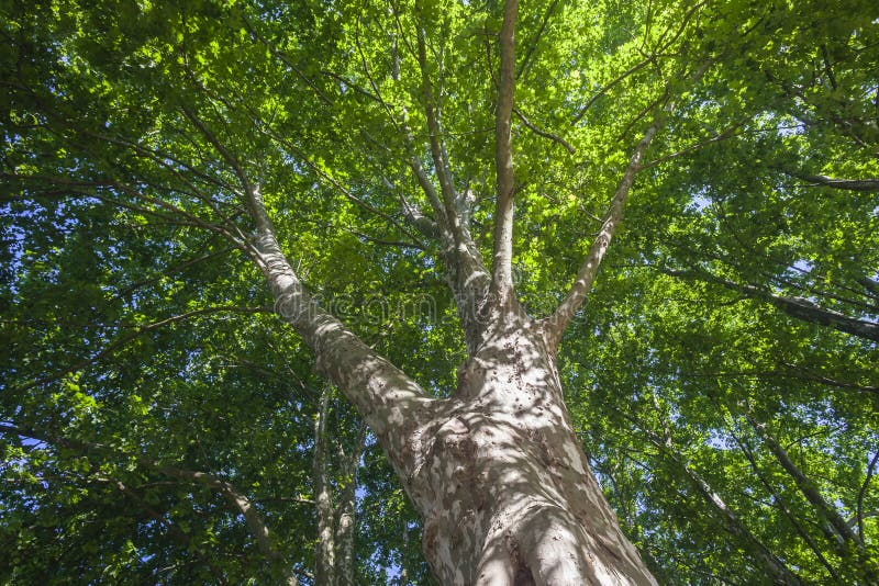 Rami alti dell'albero fotografia stock. Immagine di nave - 61635044