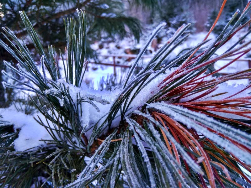 Rami Degli Alberi E Dei Cespugli in Brina Fotografia Stock - Immagine ...