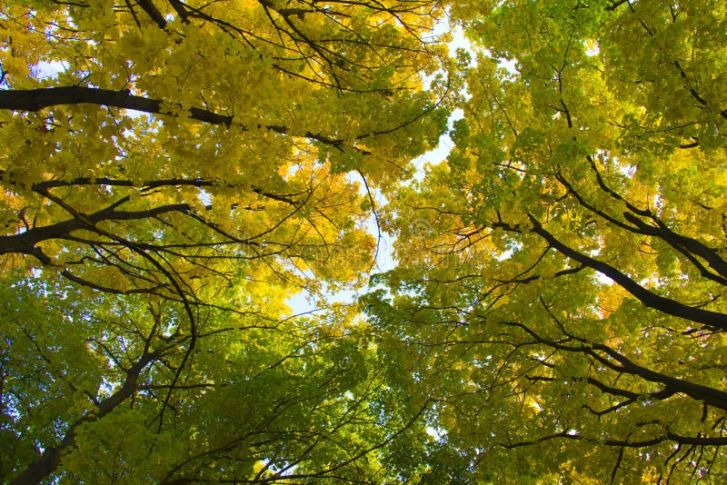 Rami Degli Alberi Nel Cielo Immagine Stock - Immagine di alberi, bosco ...