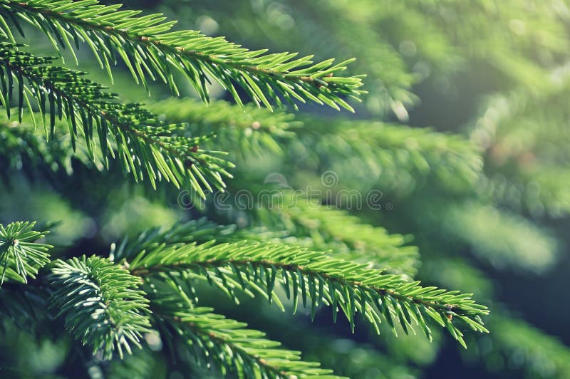 Rami di albero dell'abete fotografia stock. Immagine di aperto - 33638532