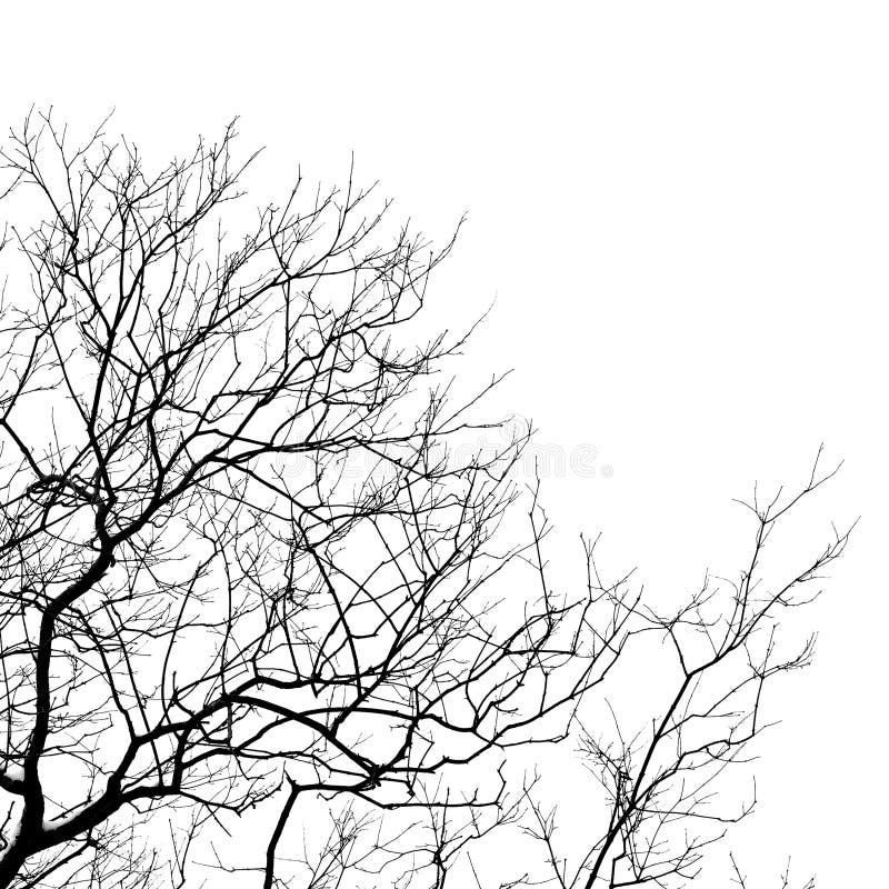 Rami nudi degli alberi fotografia stock. Immagine di inverno - 39885716