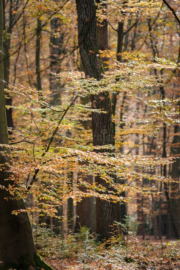 Rami Di Albero O Ramoscelli in Autunno Fotografia Stock - Immagine di ...