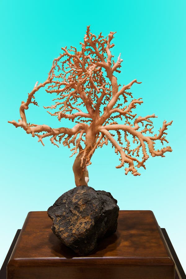 Rami di corallo fotografia stock. Immagine di effetti - 42260174