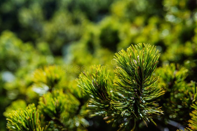 Rami di giovani alberi fotografia stock. Immagine di terra - 63321368