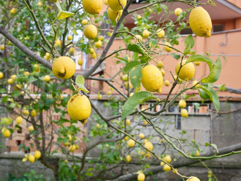 Albero Di Limone Con La Frutta Sulle Filiali Immagine Stock - Immagine ...