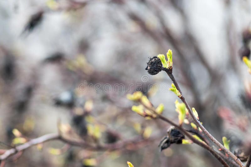 Rami Di Vecchio Cespuglio Con I Nuovi Germogli Verdi Fotografia Stock ...