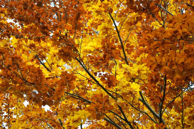 Rami Superiori Degli Alberi Autunnali Fotografia Stock - Immagine di ...