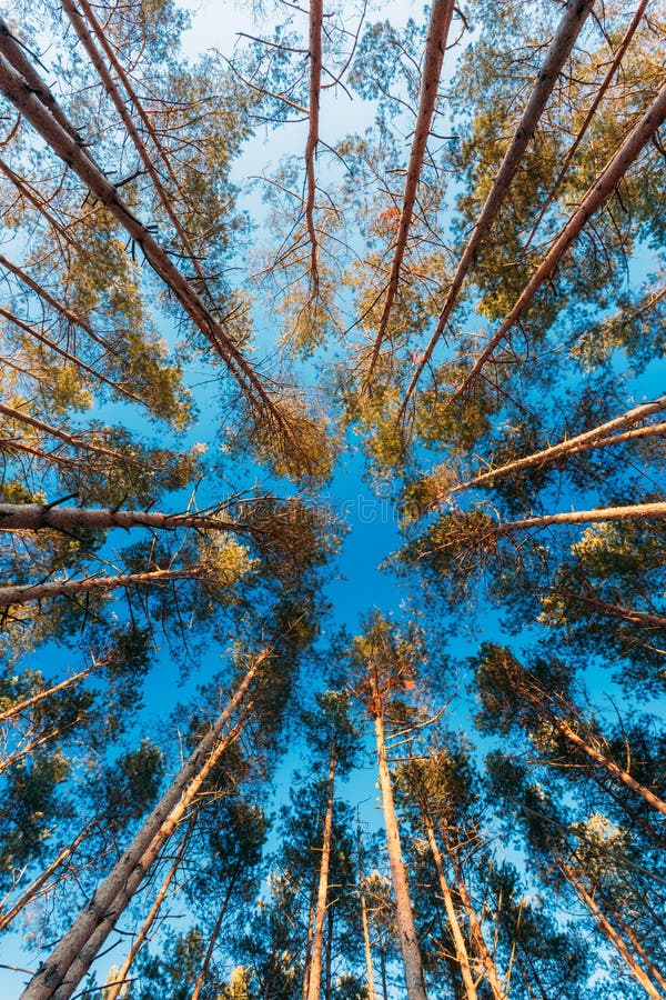 Chiome Di Alberi in Una Foresta Di Conifere Immagine Stock - Immagine ...