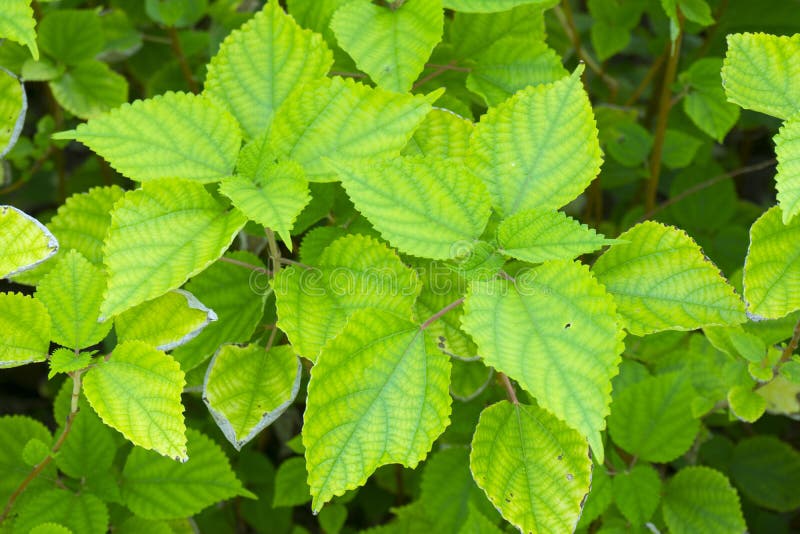 315 Ramie Stock Photos - Free & Royalty-Free Stock Photos from Dreamstime