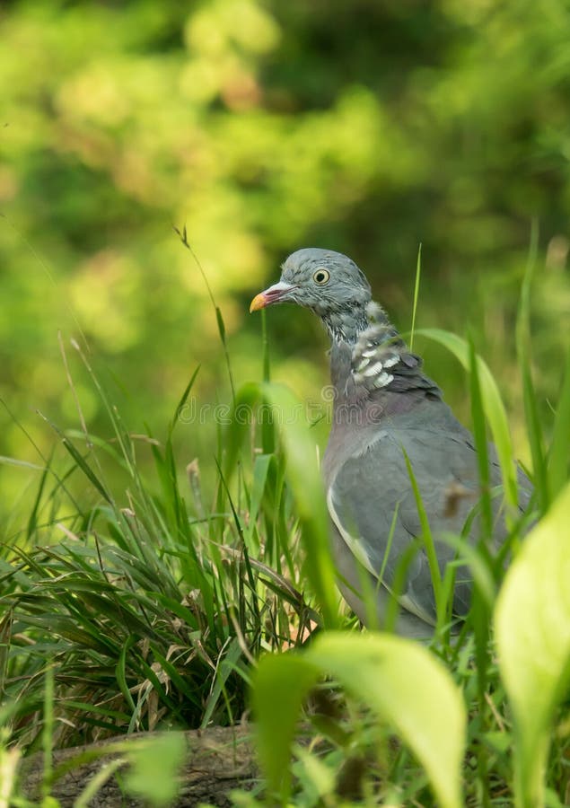 Un ramier en vol image stock. Image du pigeon, colombe - 20819043