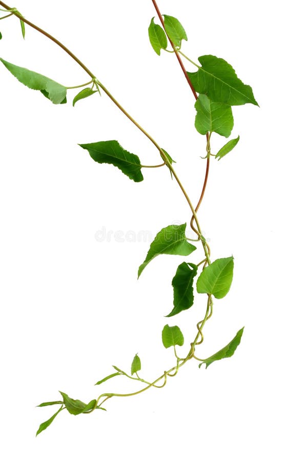 Ramificación De Una Planta Torcida Aislada En Blanco Imagen de archivo ...