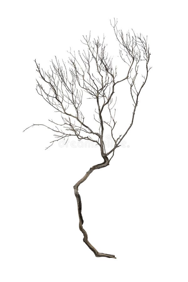 Sistema De La Rama De árbol Seca Foto de archivo - Imagen de ramita ...