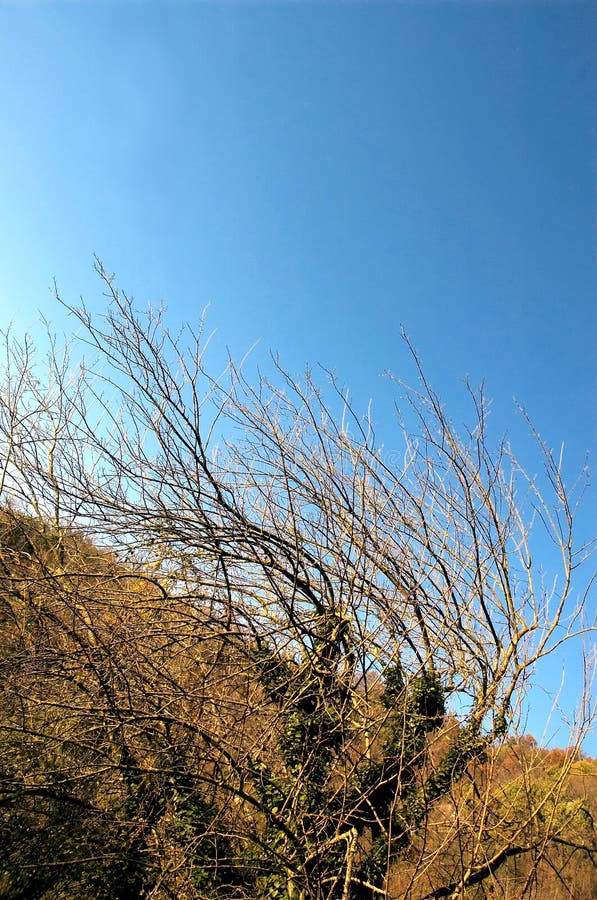 Ramification stock photo. Image of nature, view, alott - 1830342