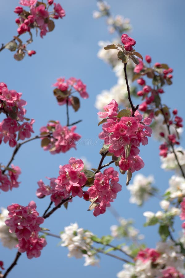 Ramifichi Con I Fiori Bianchi E Dentellare Immagine Stock - Immagine di ...