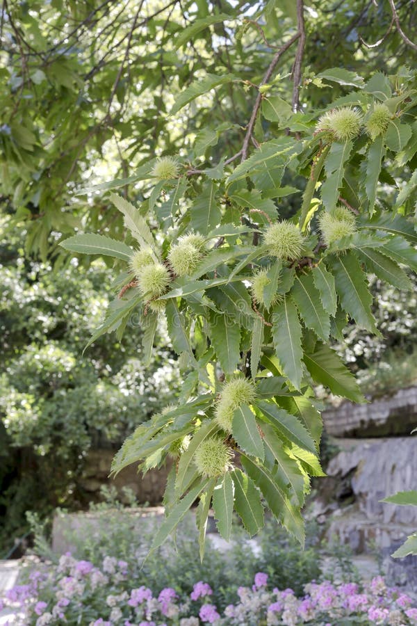 Un Ramo Delle Castagne Su Un Castanea Dell'albero Di Castagna Sativa ...