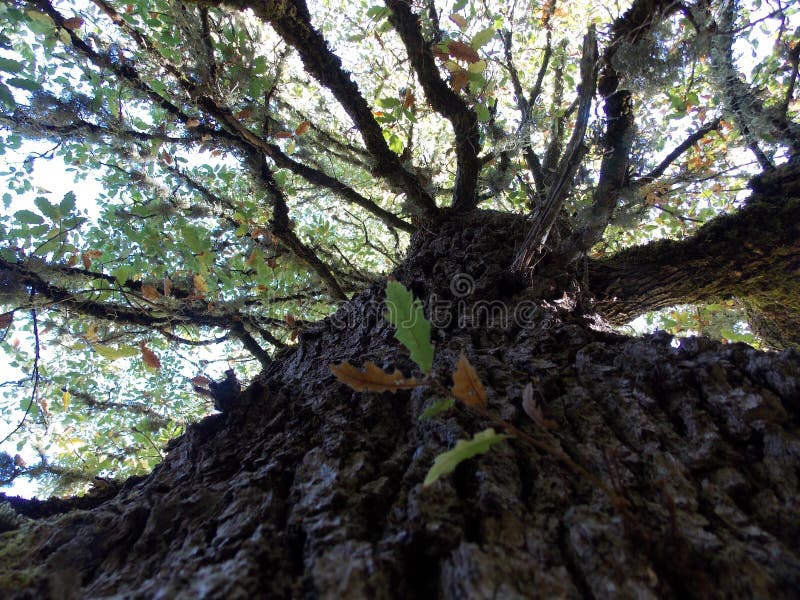 A Ramified Tree in the Forest Stock Photo - Image of beautiful ...