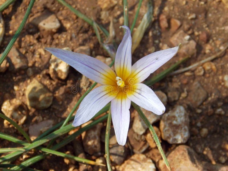 Ramified White Flower with a Yellow Circle Inside Stock Image - Image ...
