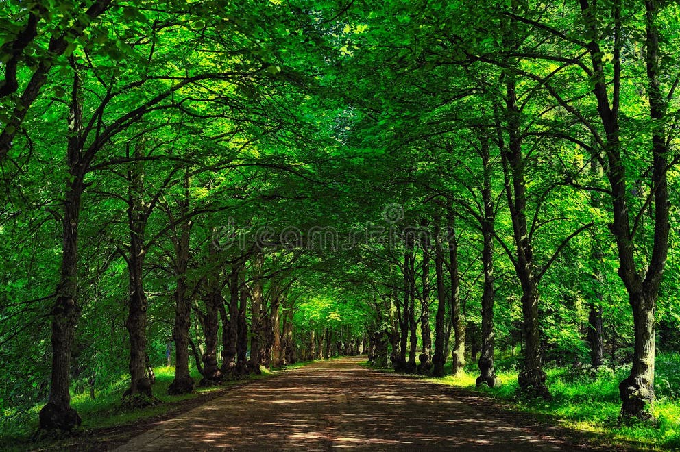 Ramify stock image. Image of leafy, summer, road, trunk - 25387705