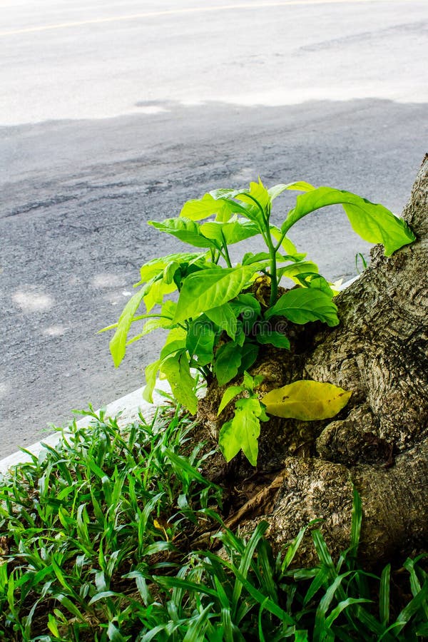 Ramify of the tree. stock photo. Image of green, nature - 46434436