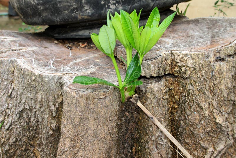 Ramifying Cerbera Oddloam Leaves and Branch Stock Image - Image of ...