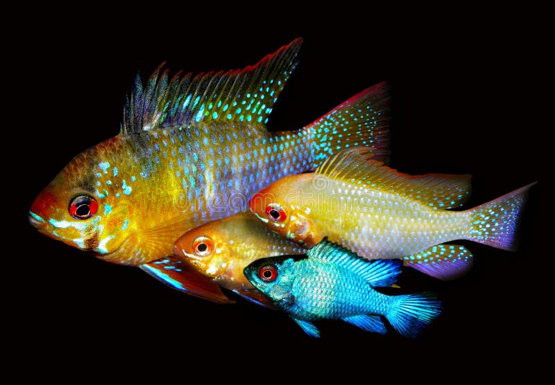 Poissons D'aquarium D'Amérique Du Sud Ramirezi D'eau Douce De Mémoire ...