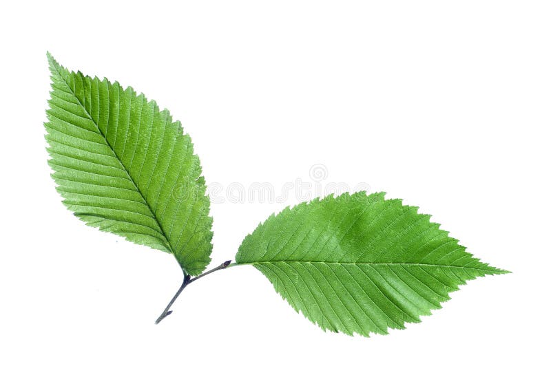 Ramita Del árbol De Olmo Americano Foto de archivo - Imagen de planta ...