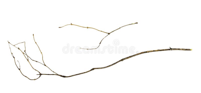 Ramita Seca Aislada En Blanco Imagen de archivo - Imagen de baba ...