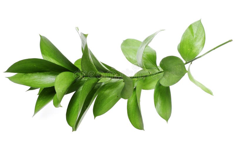 Ramita verde foto de archivo. Imagen de crecimiento, vida - 25167826