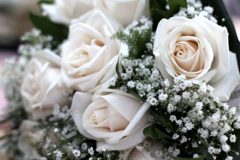 Ramo de rosas blancas imagen de archivo. Imagen de pétalos - 35531209
