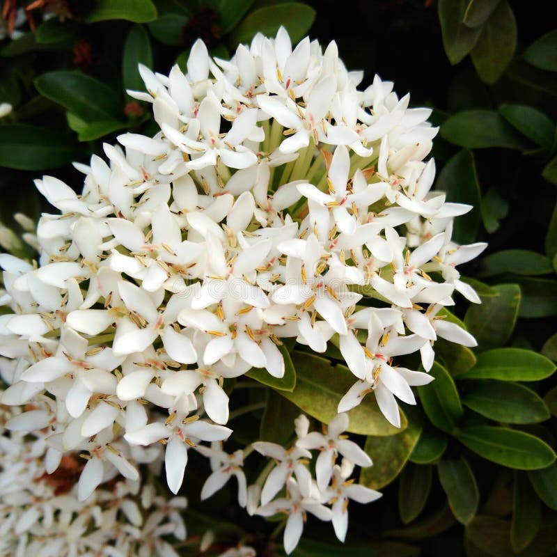 Planta De Ixora Con Las Flores Del Rosa Del Flor Foto de archivo ...