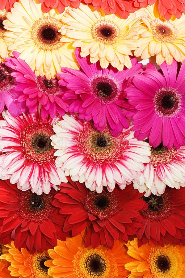 Ramo Con Las Varias Flores Hermosas Foto de archivo - Imagen de floral ...