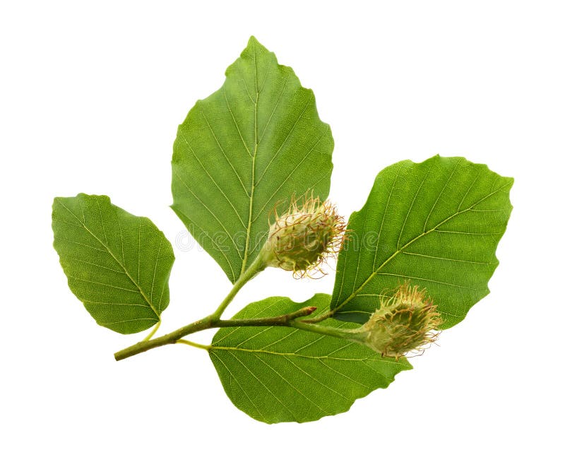 Ramo Da Faia Com Folhas E Frutos Imagem de Stock - Imagem de nave, erva ...