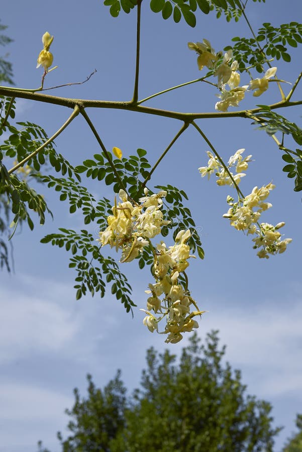 Ramo Da Moringa Oleifera Com a Flor Amarela Branca Imagem de Stock ...
