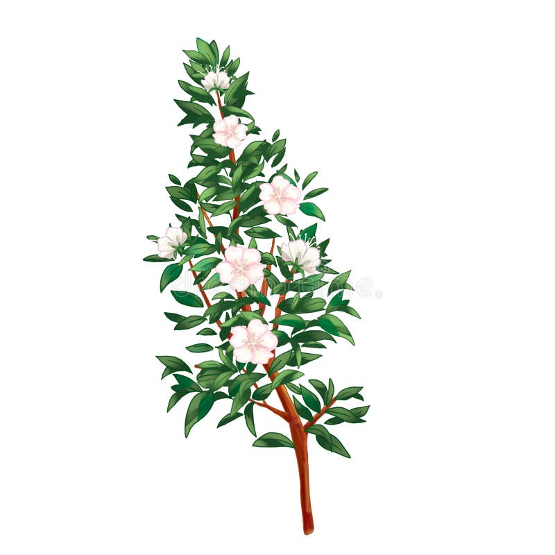 Ramo da murta no branco imagem de stock. Ilustração de agudo - 66482381