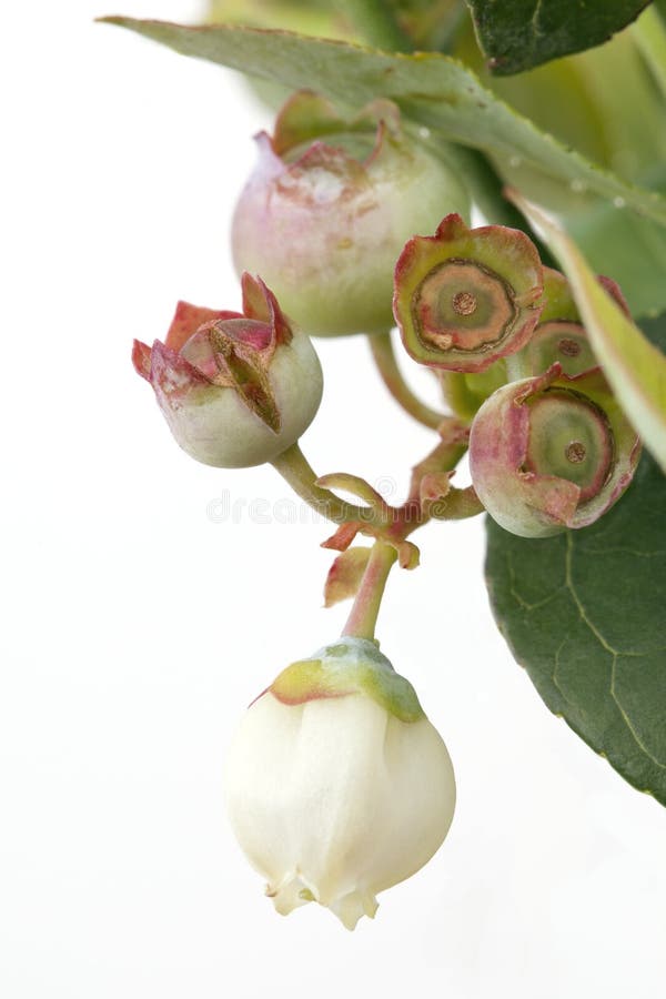 Ramo Da Planta Do Mirtilo Com Flor Do Mirtilo Imagem de Stock - Imagem ...