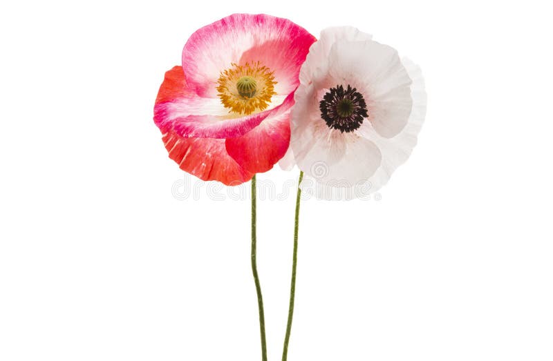 Ramo de amapolas aislado imagen de archivo. Imagen de flora - 186236199