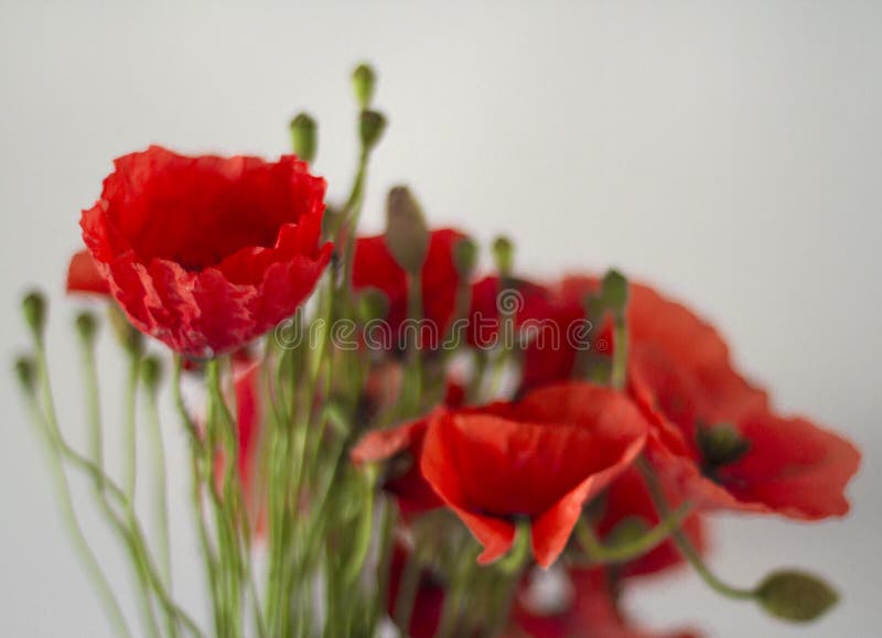 Ramo de amapolas de campo foto de archivo. Imagen de hermoso - 130947638
