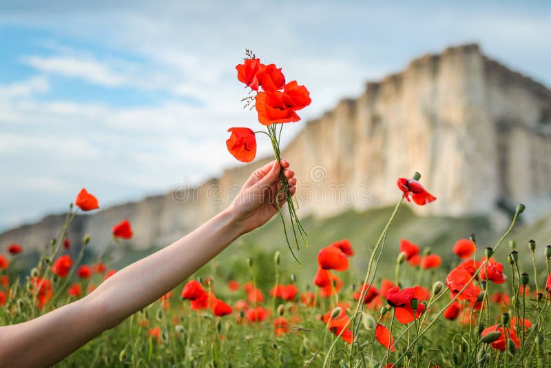Ramo De Amapolas En La Mano De Una Mujer Foto de archivo - Imagen de ...