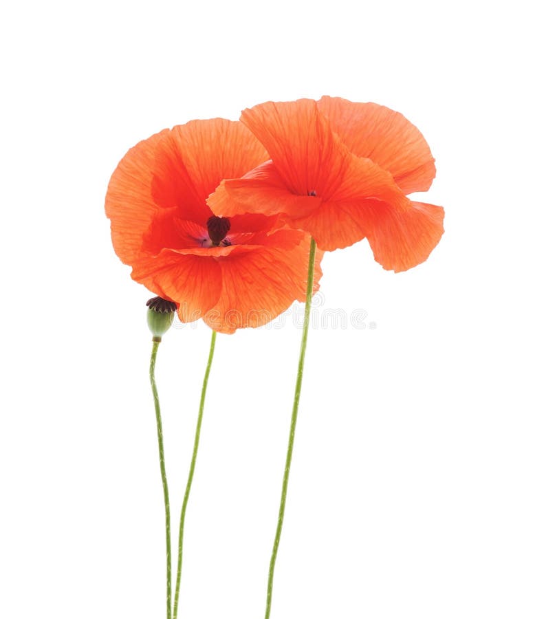 Ramo de amapolas rojas foto de archivo. Imagen de verde - 151041826