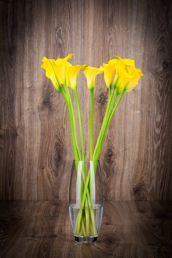 Calas rojas imagen de archivo. Imagen de embudo, pétalos - 2080503