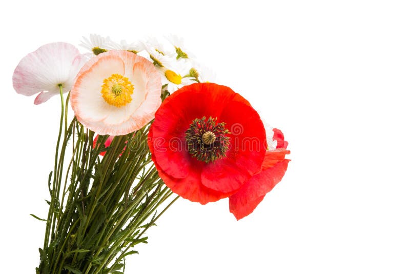 Un Ramo De Amapolas Rojas Aisladas Imagen de archivo - Imagen de verde ...