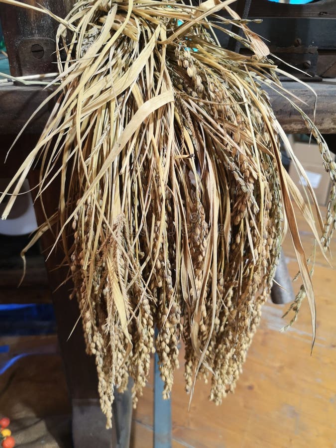 Ramo De Cereales De Orejas Secas De Arroz Imagen de archivo - Imagen de ...
