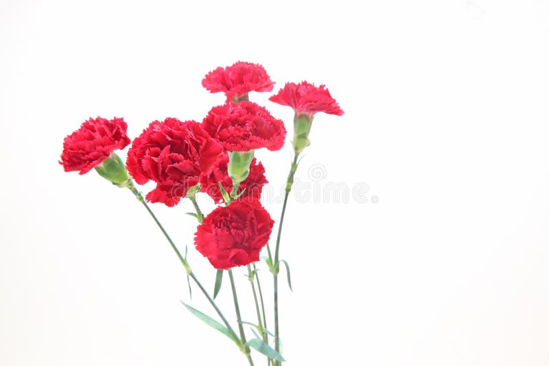 Ramo de flores del clavel imagen de archivo. Imagen de clavel - 14293761