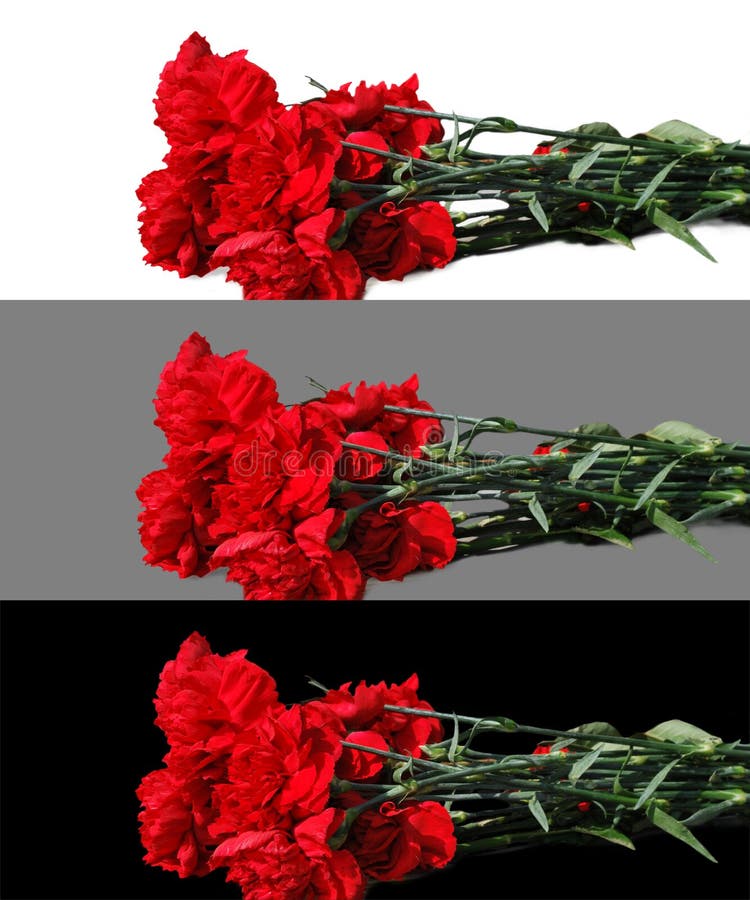 Ramo de claveles rojos foto de archivo. Imagen de conjunto - 38190978