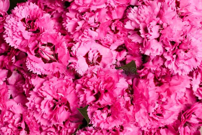 Ramo de claveles rosados imagen de archivo. Imagen de rosa - 251108701