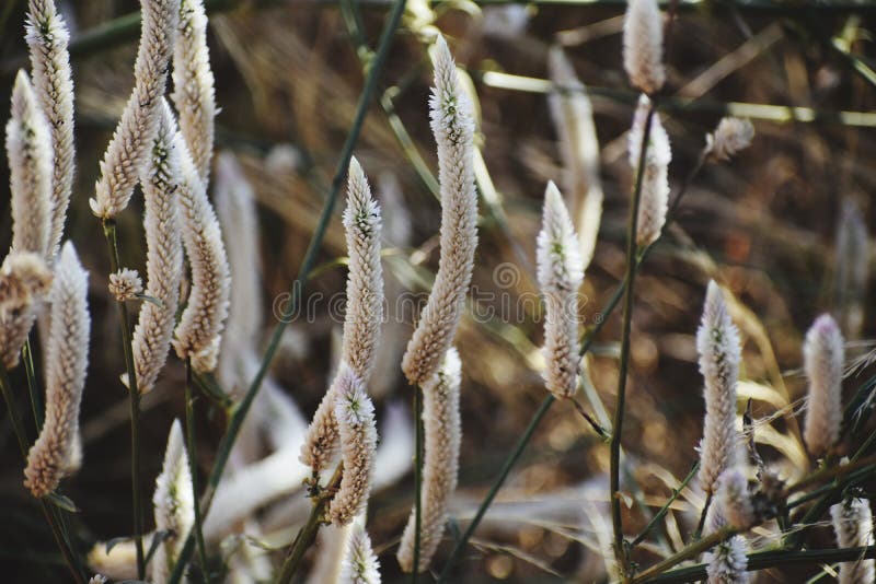 Ramo De Flores De Pasto Blanco Foto de archivo - Imagen de blanco ...