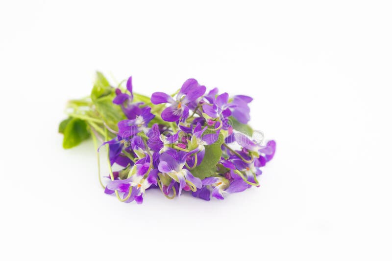Ramo de flores violetas imagen de archivo. Imagen de pétalo - 176126695