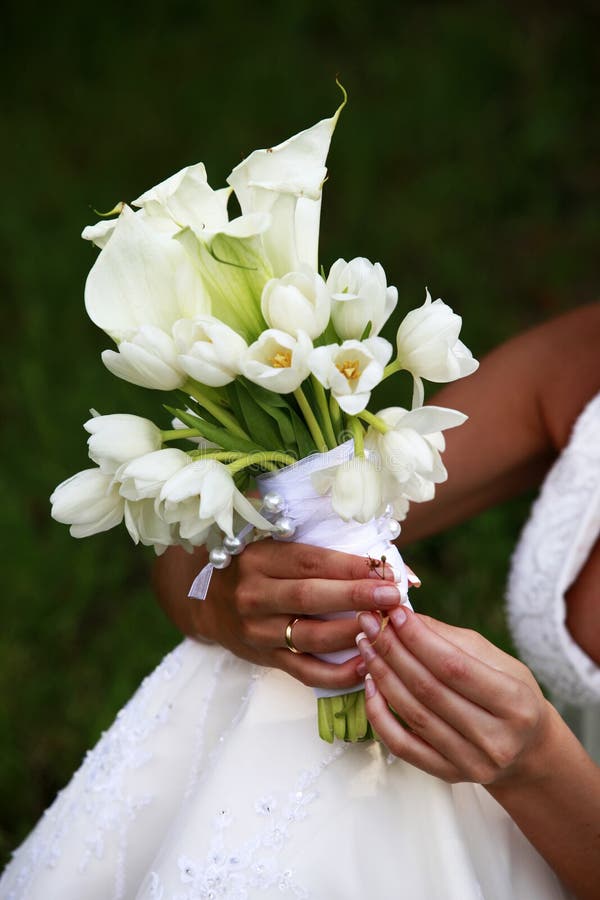 Calas rojas imagen de archivo. Imagen de embudo, pétalos - 2080503